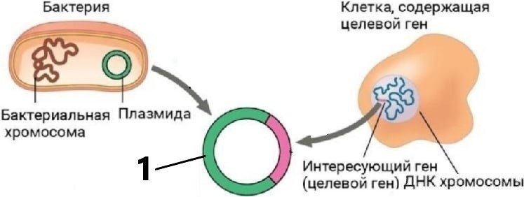 Задание №14201: Рассмотрите рисунок. Как называется молекула ...