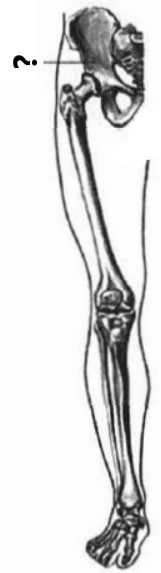 Задание №30400 Определите какой отдел скелета человека на рисунке обозначен вопросительным