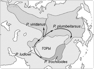 Задание №18184: Вид азиатской птицы зеленоватой камышевки (Phylloscopus ...
