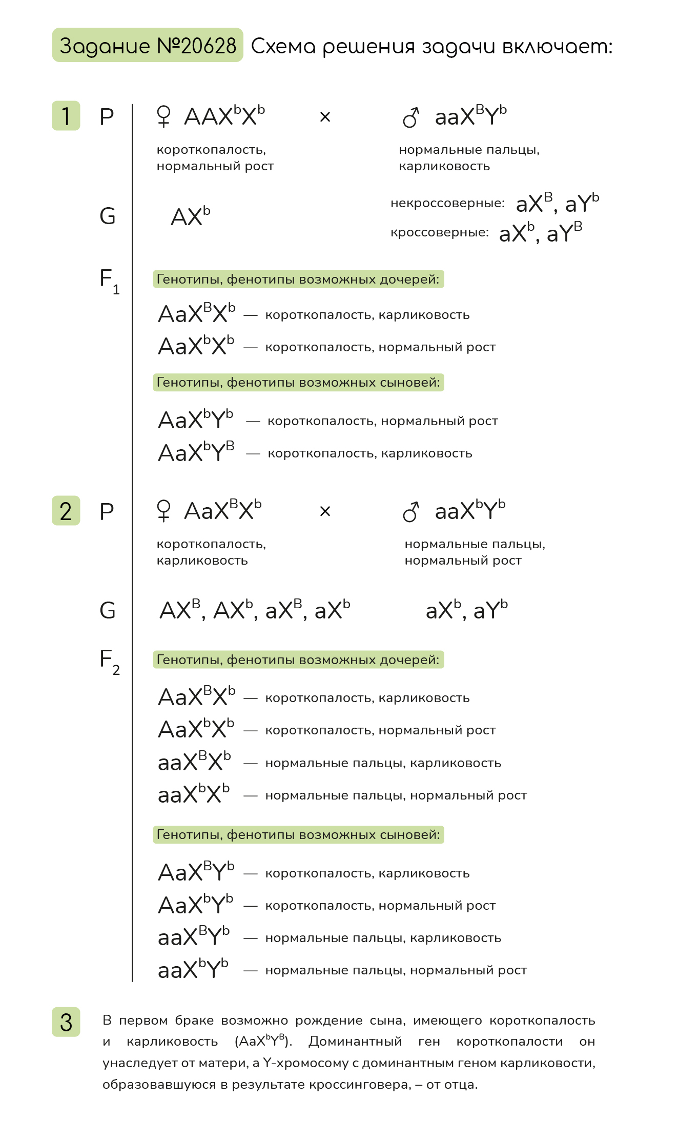 Задание №20628: На X- и Y-хромосомах человека существуют ...