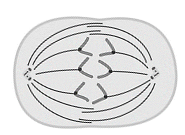 Задание №18140: Выберите три верных ответа из шести и запишите цифры ...