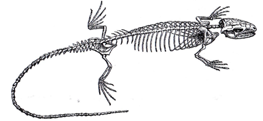 Задание №18160: На рисунке изображен скелет вымершего животного, обитавшего 30-38 млн.лет назад ...